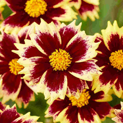 Coreopsis 'Solar Fancy' | Outdoor Plants – Gardeners Dream