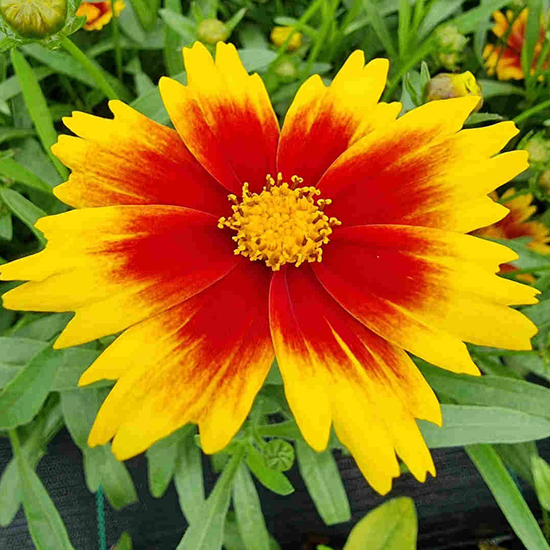 Coreopsis 'Solar Jewel' | Outdoor Plants – Gardeners Dream