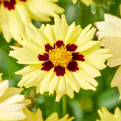 Coreopsis 'Solar Moon' | Outdoor Plants – Gardeners Dream