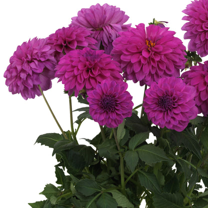 Dahlia Dalina 'Maxi Neon Lilac' | Outdoor Plants – Gardeners Dream