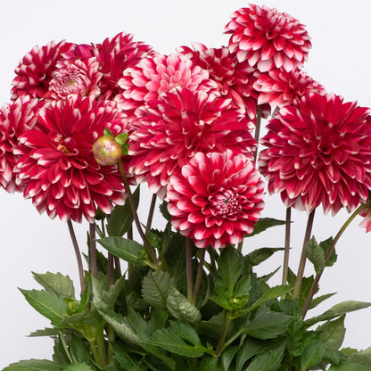 Dahlia Dalina 'Maxi Tampico' | Outdoor Plants – Gardeners Dream
