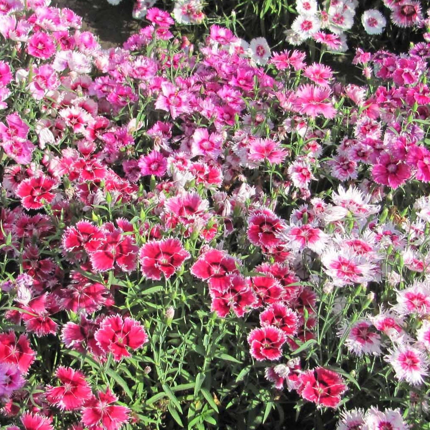 Dianthus Alpine Mix | Border Carnation – Gardeners Dream