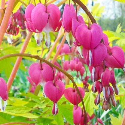 Dicentra 'Gold Heart' | Outdoor Plants – Gardeners Dream