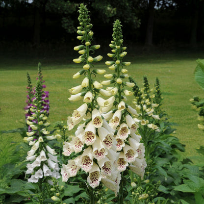 Digitalis 'Dalmatian Cream' | Outdoor Plants – Gardeners Dream