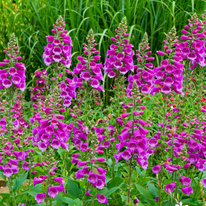Digitalis 'Dalmatian Purple' | Outdoor Plants – Gardeners Dream