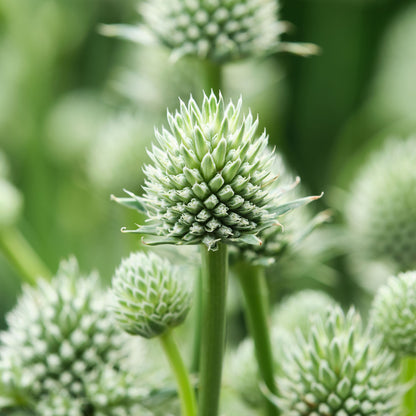 Eryngium 'Magical Silver Globe' | Outdoor Plants – Gardeners Dream