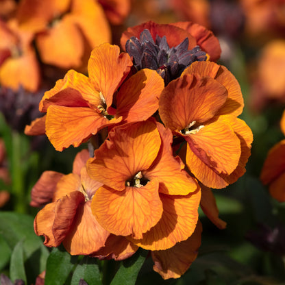 Erysimum 'Orange' | Outdoor Plants – Gardeners Dream