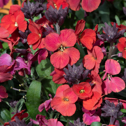 Erysimum 'Red' | Outdoor Plants – Gardeners Dream