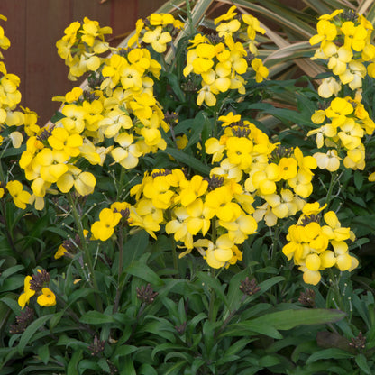 Erysimum 'Sunglow' | Outdoor Plants – Gardeners Dream