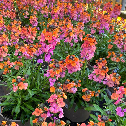 Erysimum 'Sunset' | Outdoor Plants – Gardeners Dream