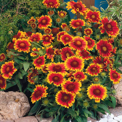 Gaillardia 'Arizona Sun' | Gaillardia × grandiflora – Gardeners Dream