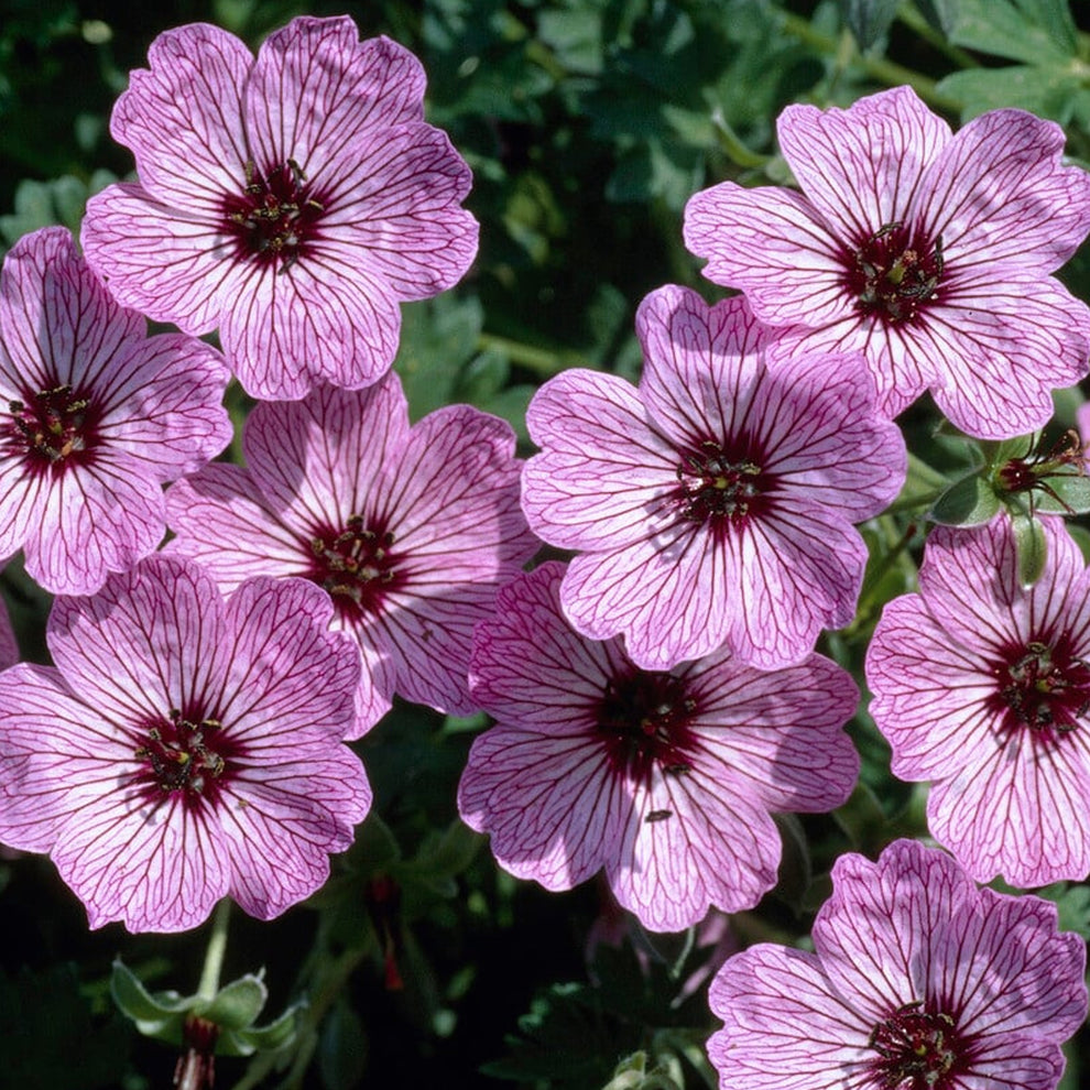 Geranium 'Ballerina' | Geranium cinereum – Gardeners Dream
