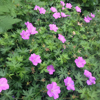 Geranium 'Blushing Turtle' | Outdoor Plants – Gardeners Dream