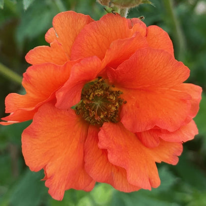 Geum 'Tropical Tempest' | Outdoor Plants – Gardeners Dream
