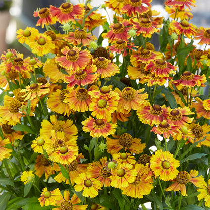 Helenium 'Peach Sundae' | Outdoor Plants – Gardeners Dream