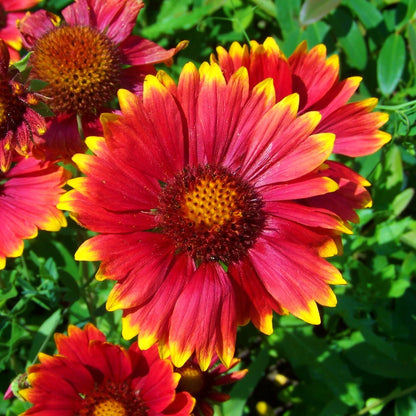 Helenium Red Shades' | Helenium – Gardeners Dream