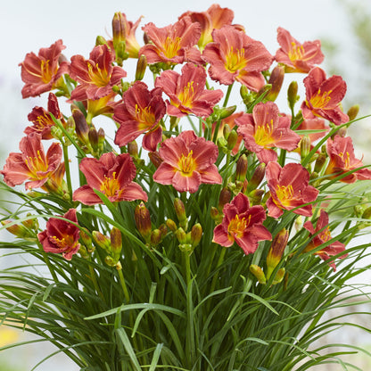 Hemerocallis 'Red' | Outdoor Plants – Gardeners Dream