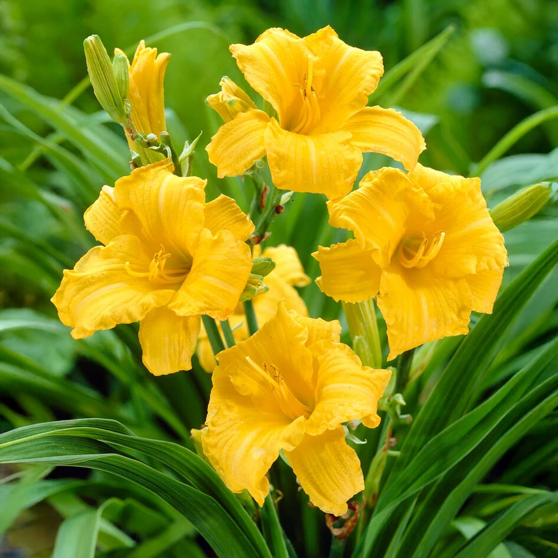 Hemerocallis 'Stella de Oro' | Outdoor Plants – Gardeners Dream