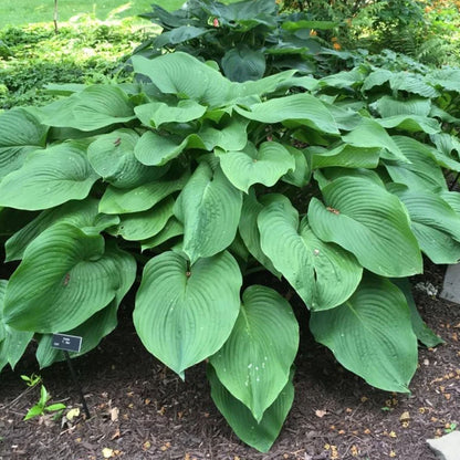 Hosta 'T-Rex' | Outdoor Plants – Gardeners Dream