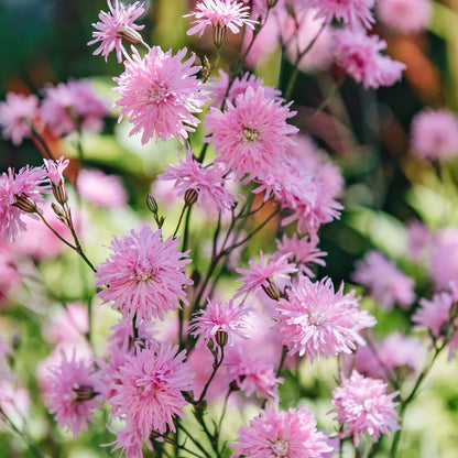 Lychnis Petite Jenny' | Lychnis flos-cuculi – Gardeners Dream