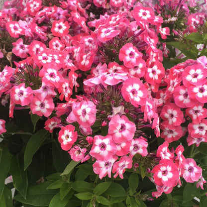 Phlox Famous Coral' | Phlox paniculata – Gardeners Dream