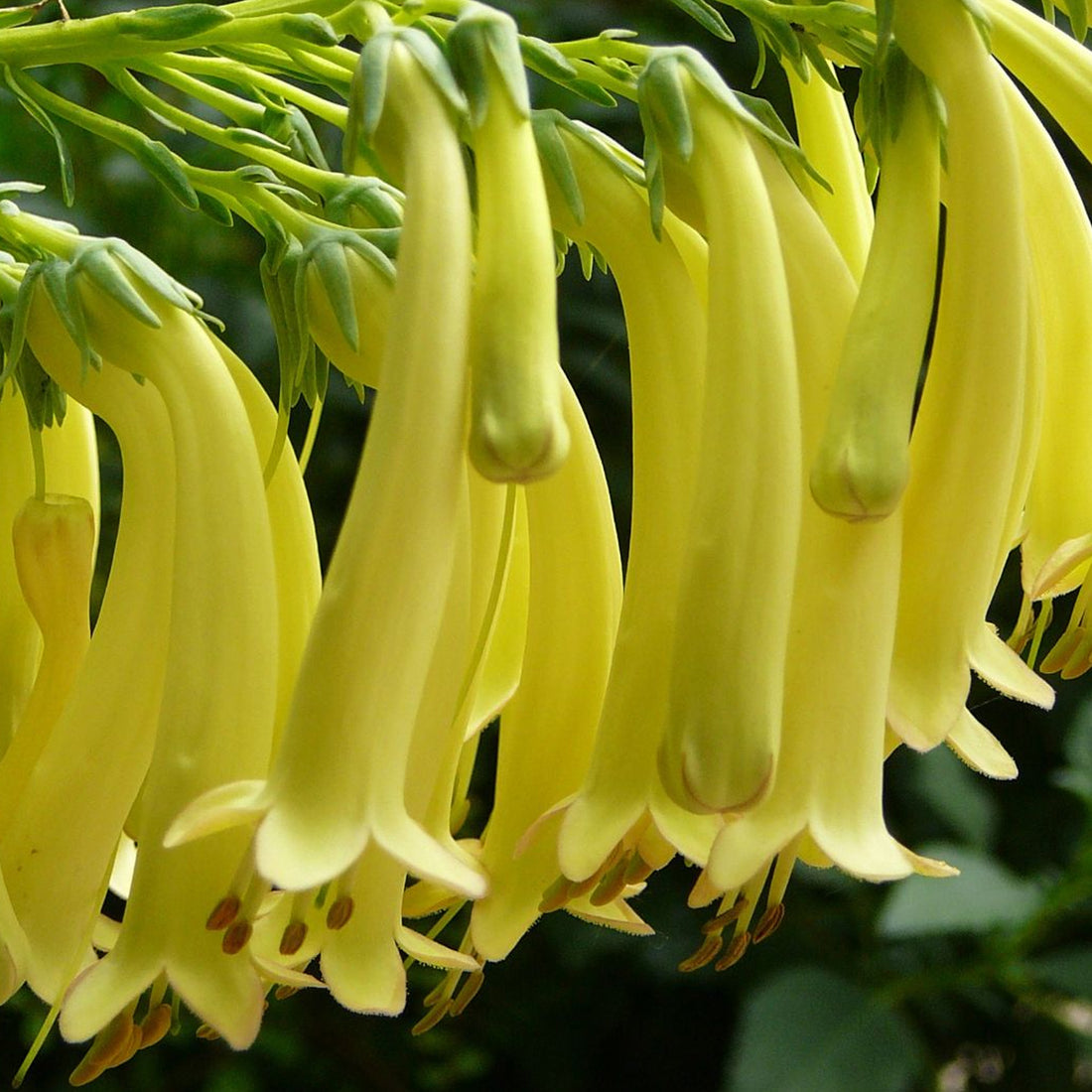 Phygelius Yellow' | Phygelius × rectus – Gardeners Dream