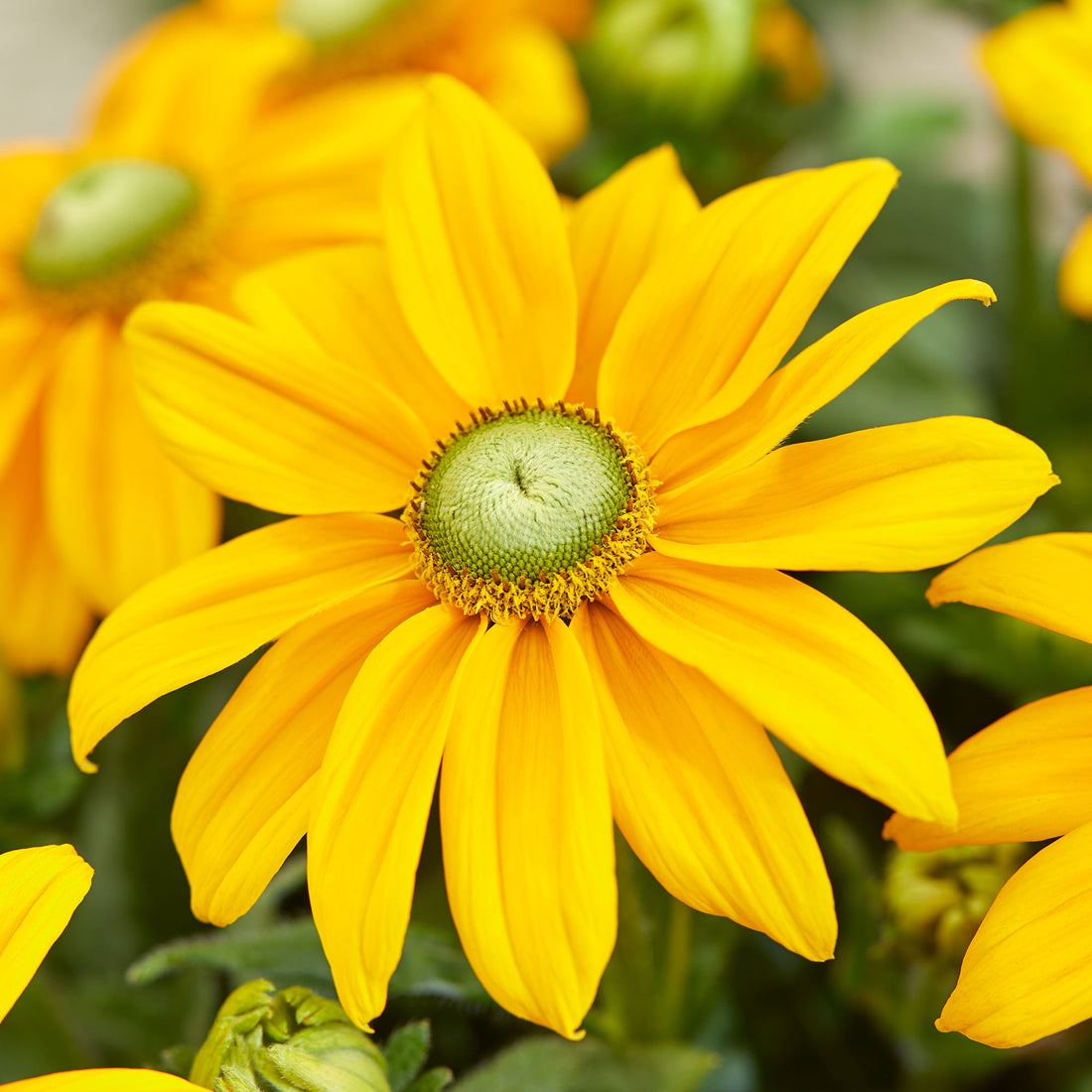 Rudbeckia 'Sunbeckia Ophelia' | Outdoor Plants – Gardeners Dream