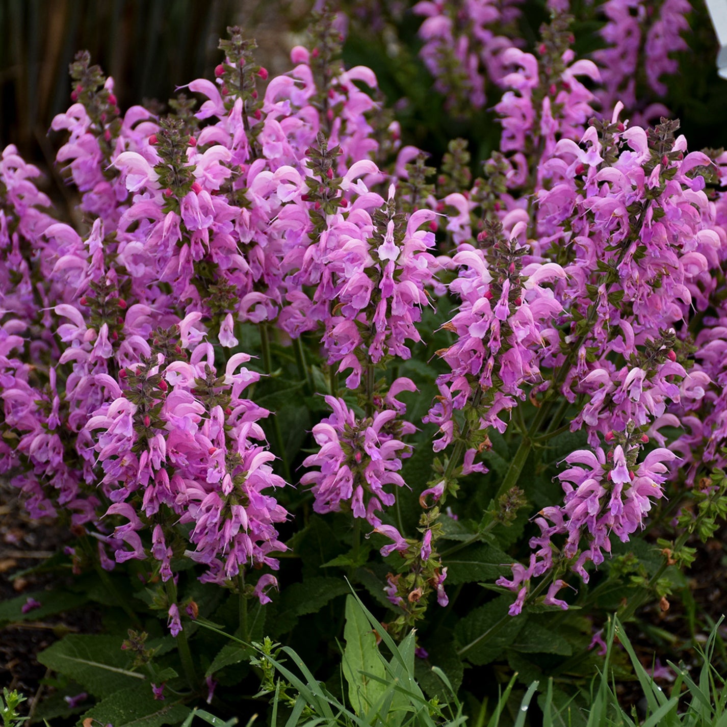 Salvia 'Pretty In Pink' | Outdoor Plants – Gardeners Dream