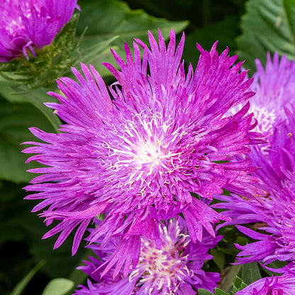 Stokesia 'Amethyst' | Outdoor Plants – Gardeners Dream