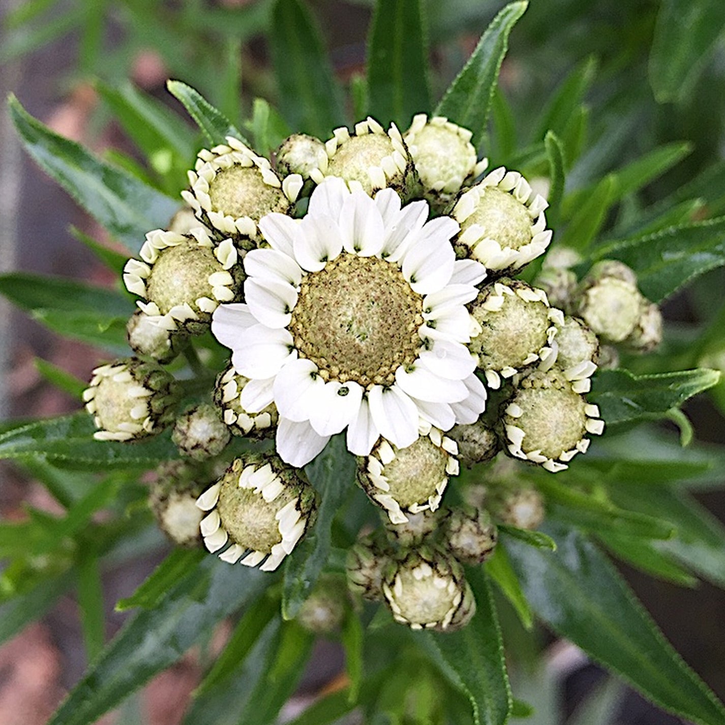 Achillea 'Nana Compacta' | Outdoor Plants – Gardeners Dream
