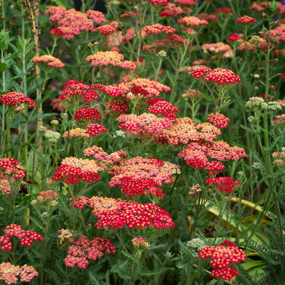 Achillea 'Paprika' | Outdoor Plants – Gardeners Dream