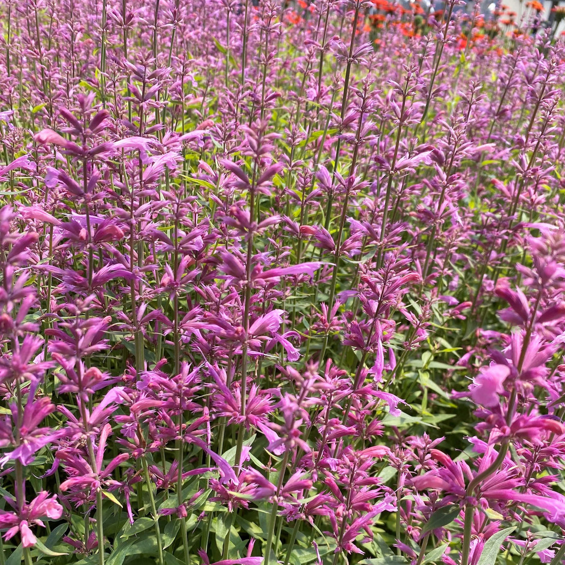 Agastache 'Rosie Posie' | Giant Hyssop – Gardeners Dream