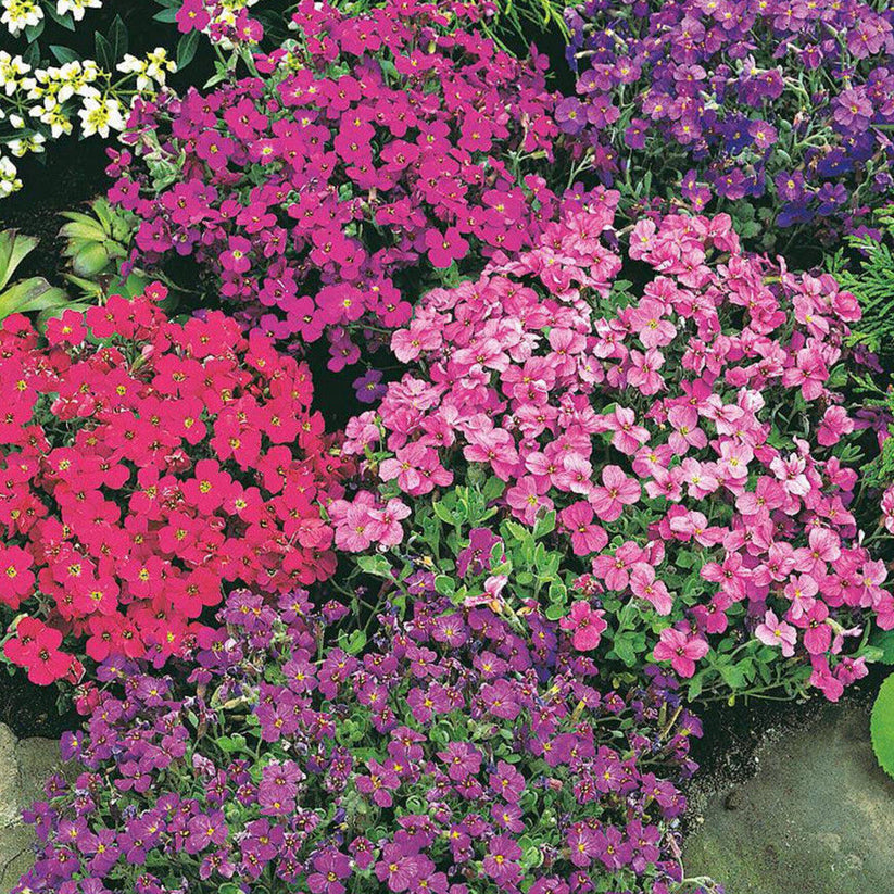 Aubrieta Cascade Garden Mix | Rock Cress – Gardeners Dream