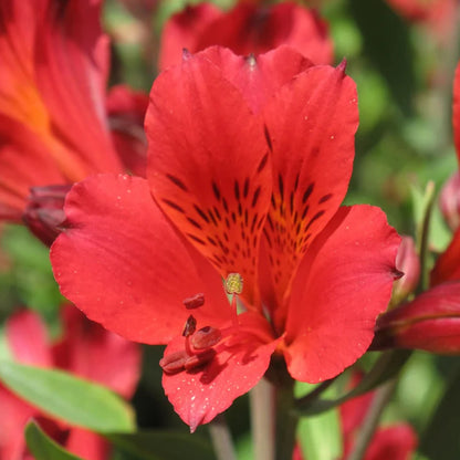 Alstroemeria Inticancha Red | Outdoor Plants – Gardeners Dream
