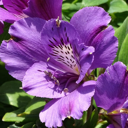 Alstroemeria 'Indigo' | Peruvian Lily – Gardeners Dream