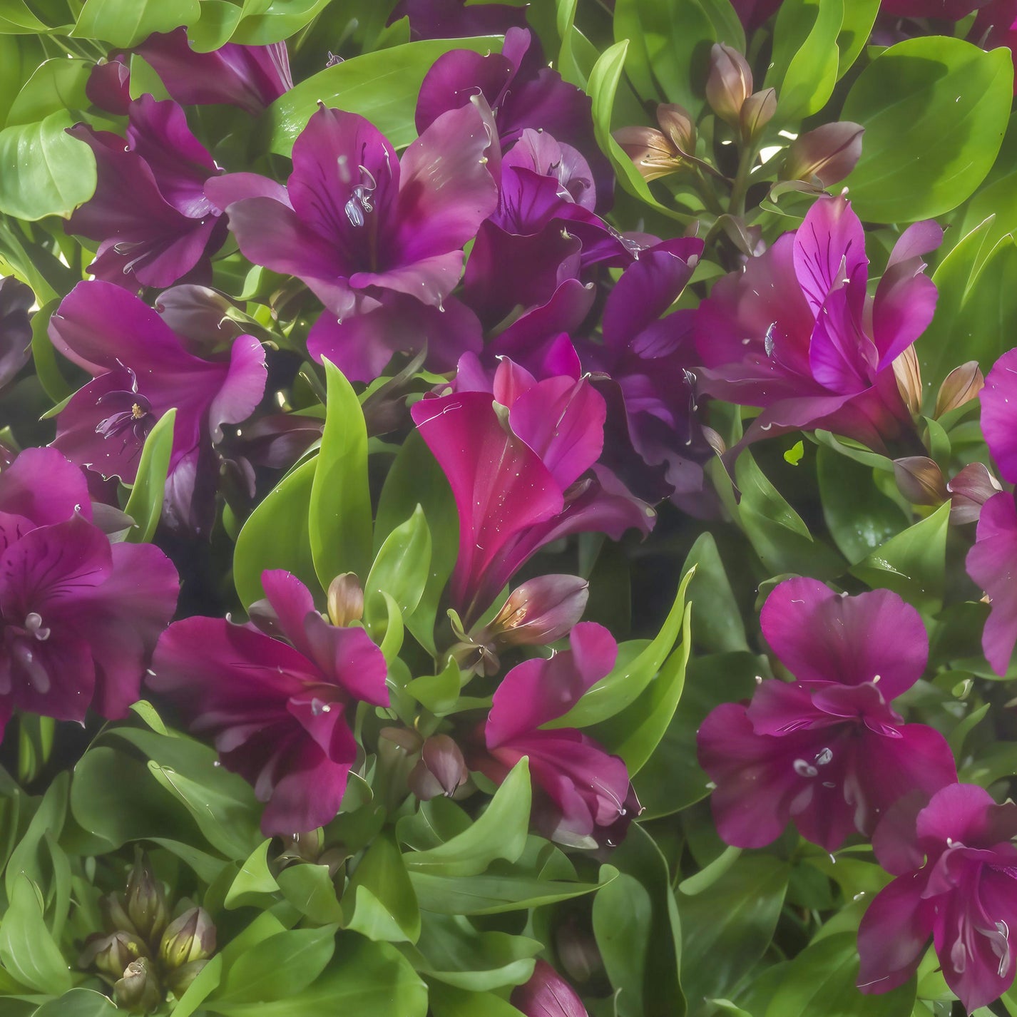 Alstroemeria 'Paraiso' | Peruvian Lily – Gardeners Dream
