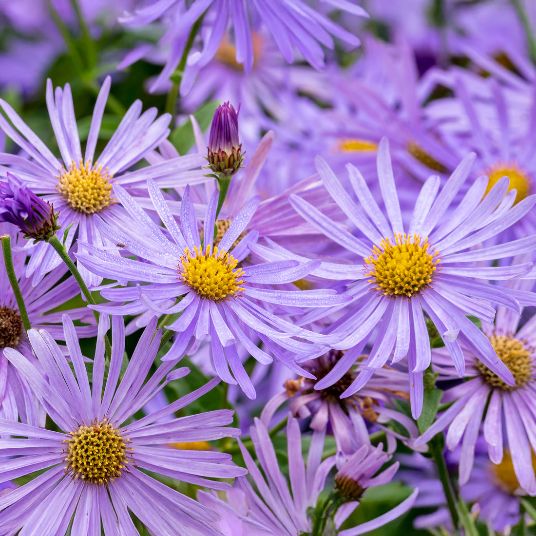 Aster x frikartii 'Mönch' | Michaelmas Daisy – Gardeners Dream