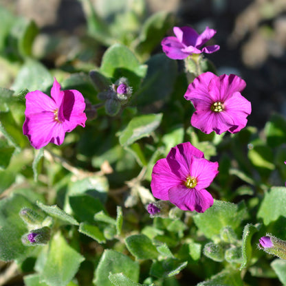 Aubrieta 'Regado Red' | Rock Cress – Gardeners Dream