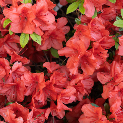 Azalea 'Geisha Orange' | Dwarf Azalea – Gardeners Dream
