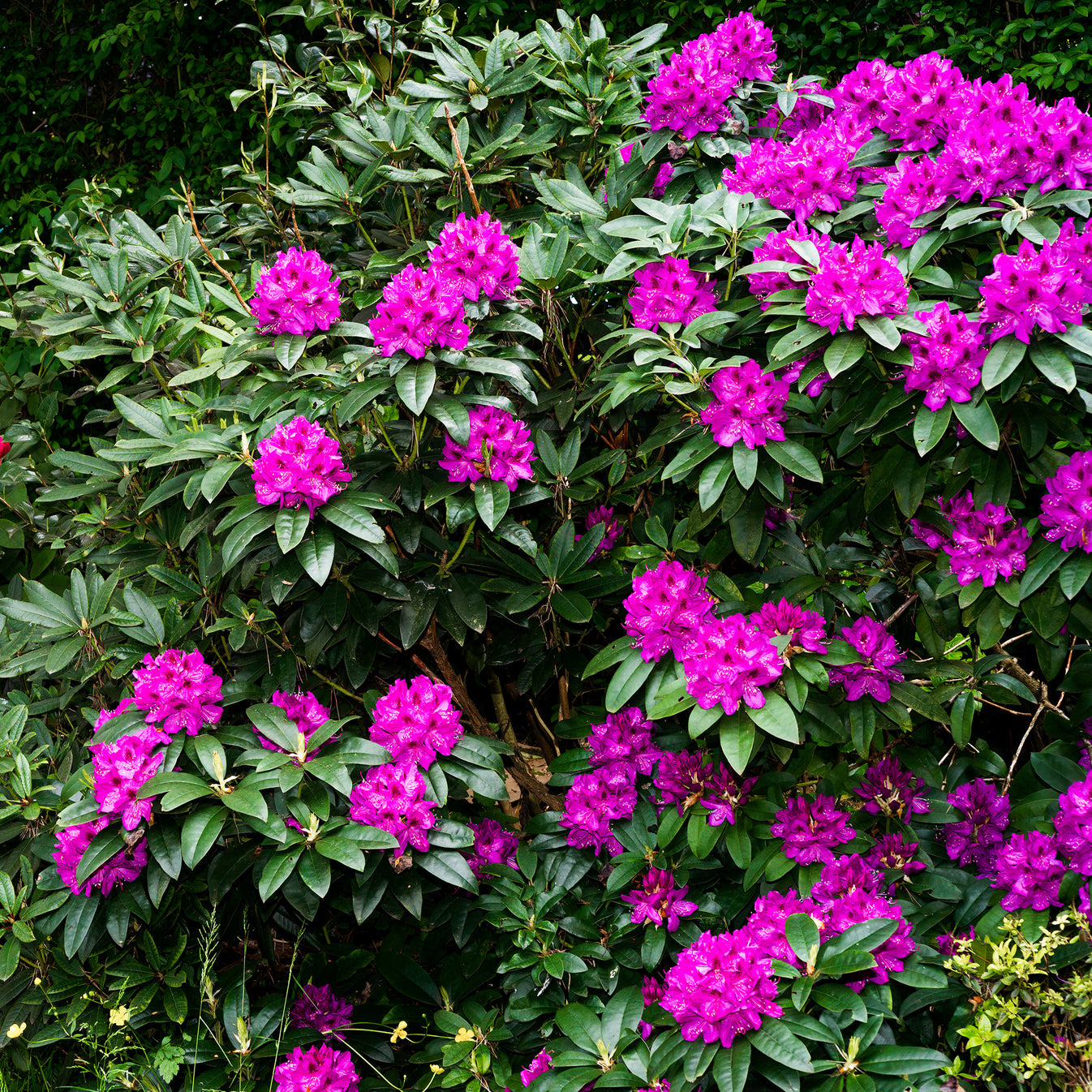 Azalea 'Geisha Purple' | Dwarf Azalea – Gardeners Dream