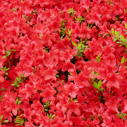 Azalea 'Geisha Red' | Dwarf Azalea – Gardeners Dream