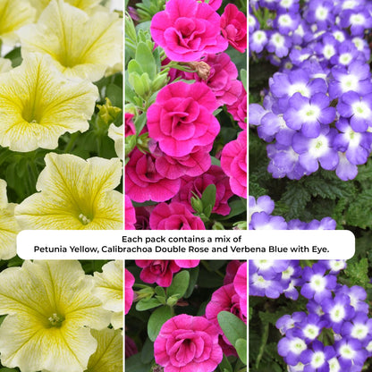 Trio Bunny Boo Basket Plants | Mixed Varieties – Gardeners Dream