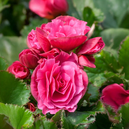 Begonia 'Pink Double', Begonia | Free UK Delivery over £50 – Gardeners ...