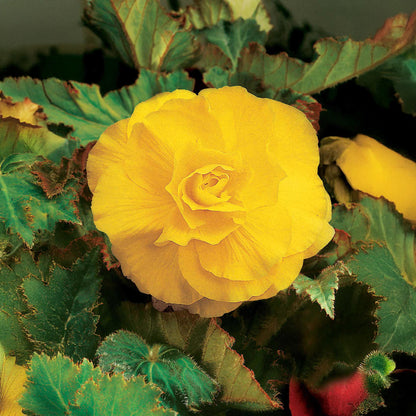 Begonia 'Yellow Double', Begonia | Free UK Delivery over £50 ...