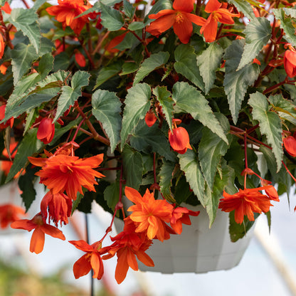 Begonia 'Orange Cascade', Begonia | Free UK Delivery over £50 ...