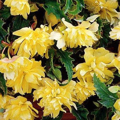 Begonia 'Yellow Cascade', Begonia | Free UK Delivery over £50 ...