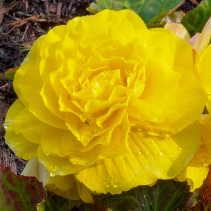 Begonia 'Non-Stop Lemon' | Begonia Tuberous – Gardeners Dream