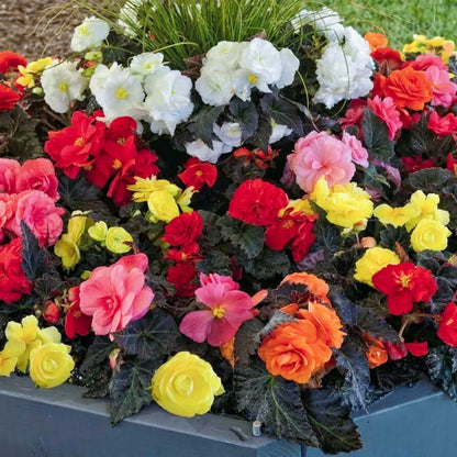 Begonia 'Non-Stop' Mix | Begonia Tuberous – Gardeners Dream