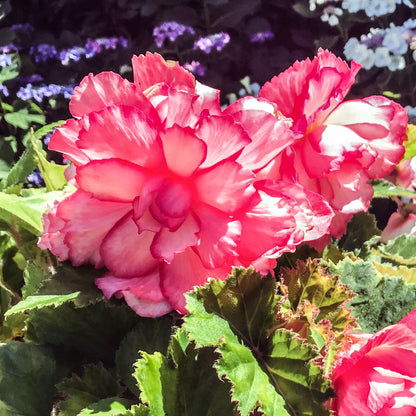 Begonia Rosebud | Garden Bulbs | Free UK Delivery over £50 – Gardeners ...