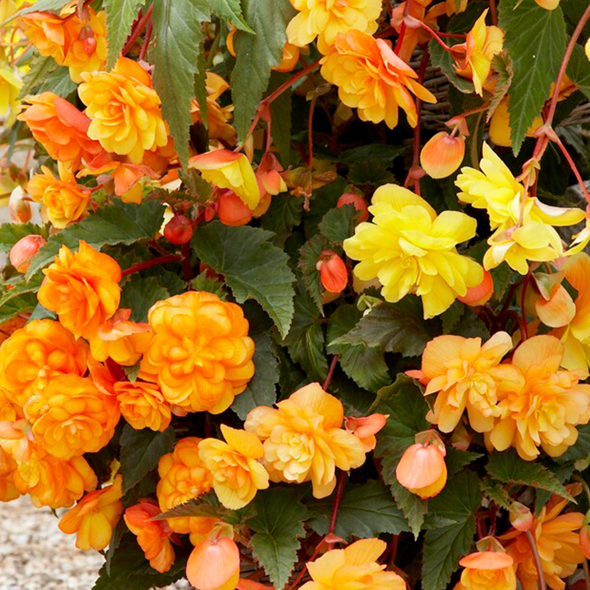 Begonia 'Trailing Apricot Shades' | Begonia Tuberous – Gardeners Dream